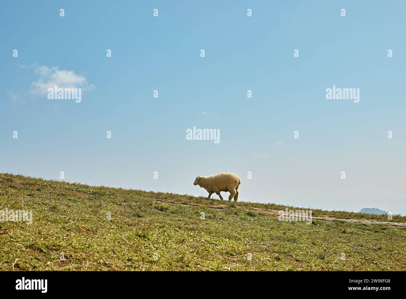 Akha Farmville, the only sheep farm of Doi Chang, Chiang Rai, is ...