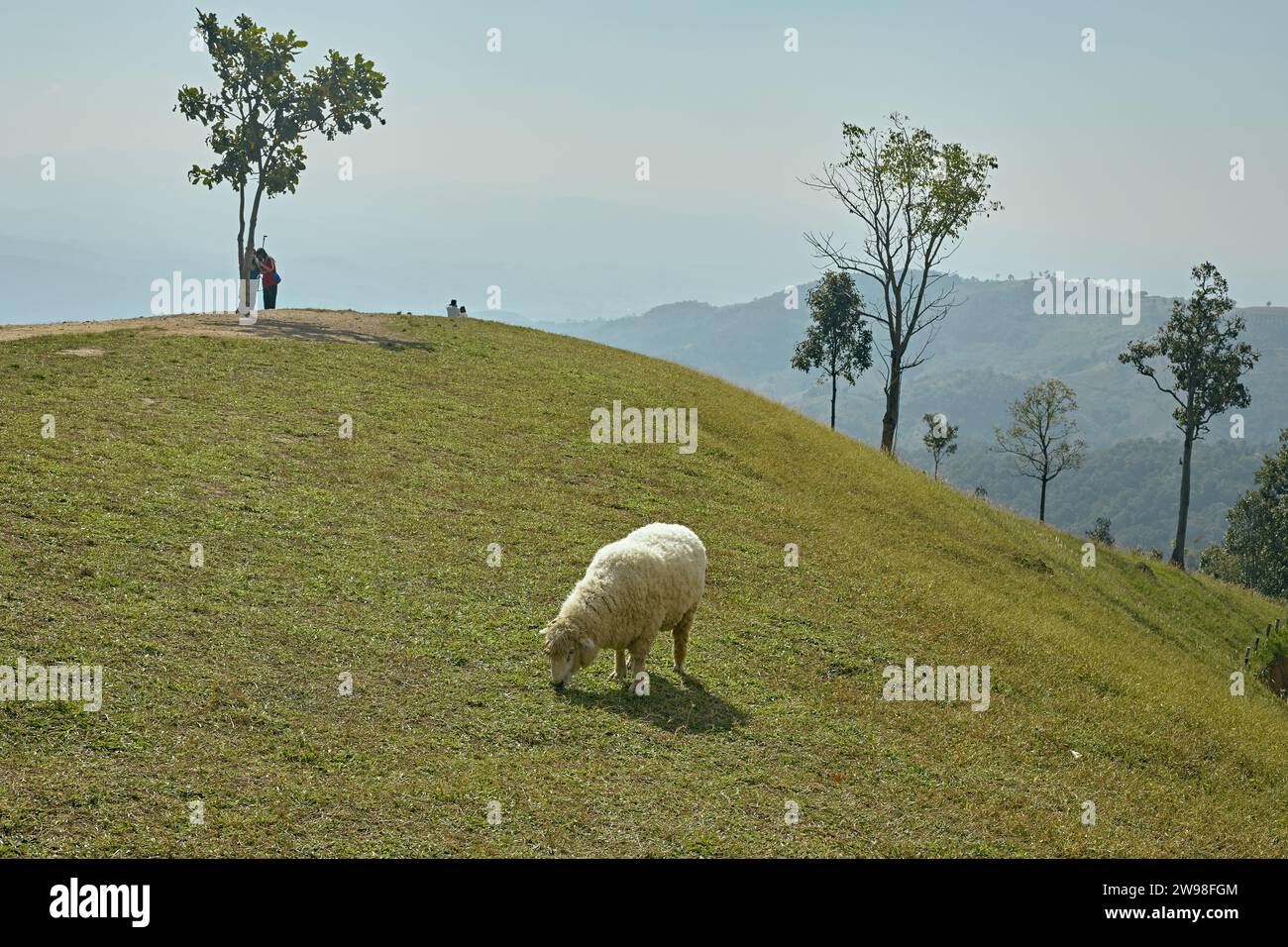 Akha Farmville, the only sheep farm of Doi Chang, Chiang Rai, is ...