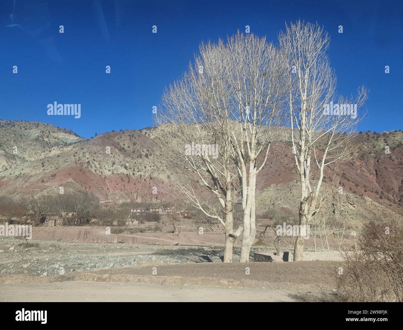 Two tall trees stand side by side in the middle of a dusty road in the ...