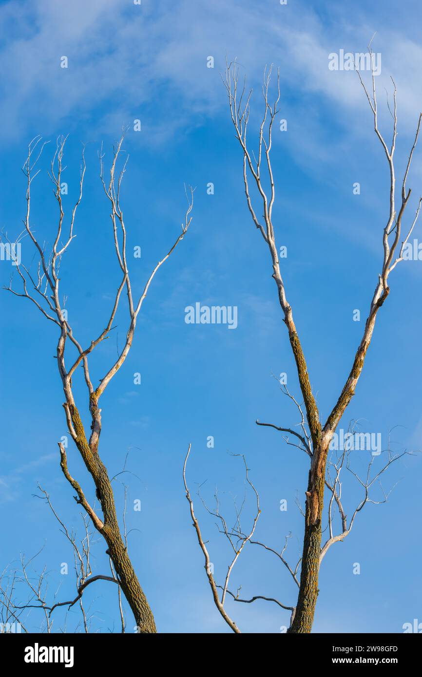 Blue willow hi-res stock photography and images - Alamy