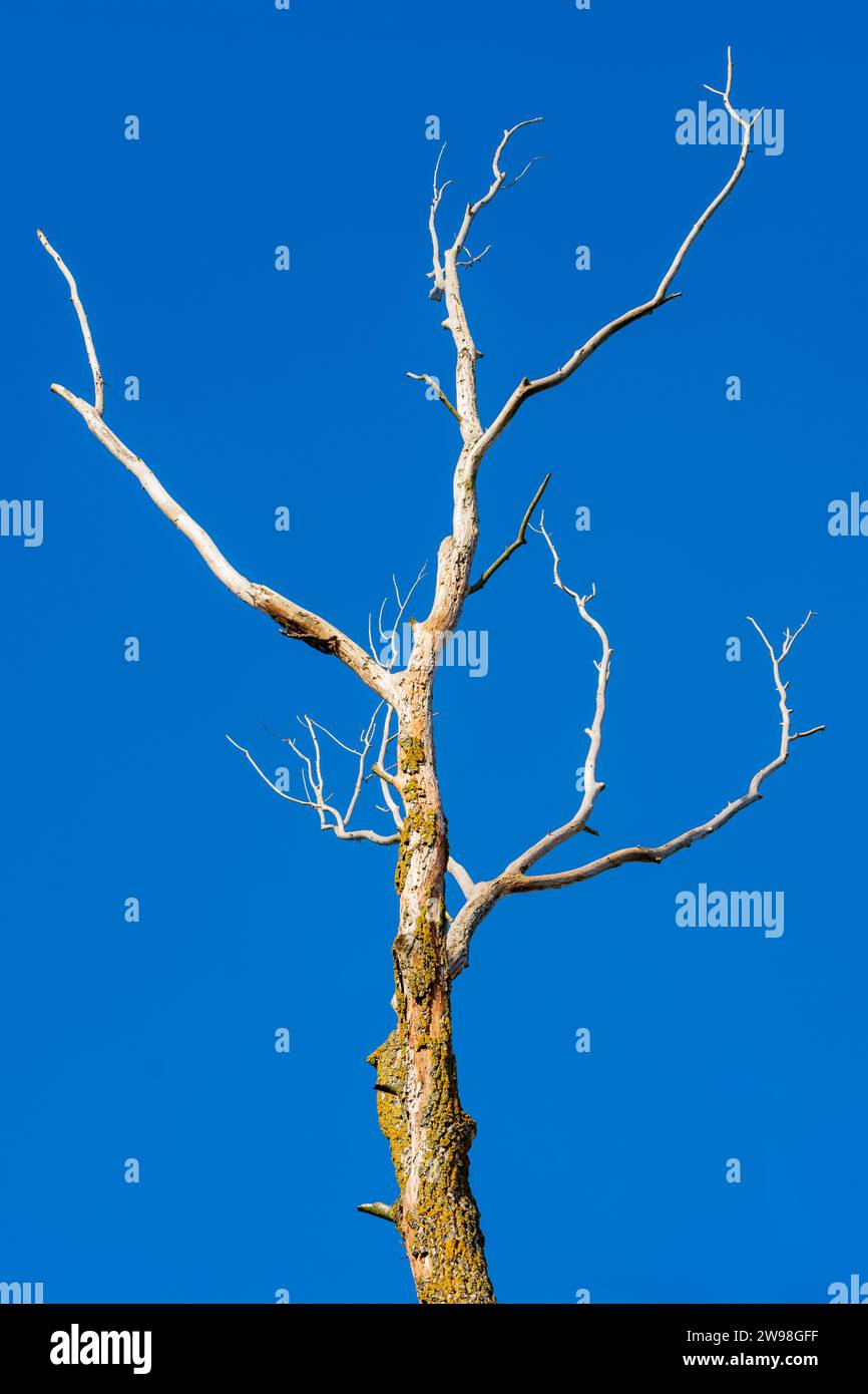 Dry trunk of a willow tree against a blue sky Stock Photo - Alamy