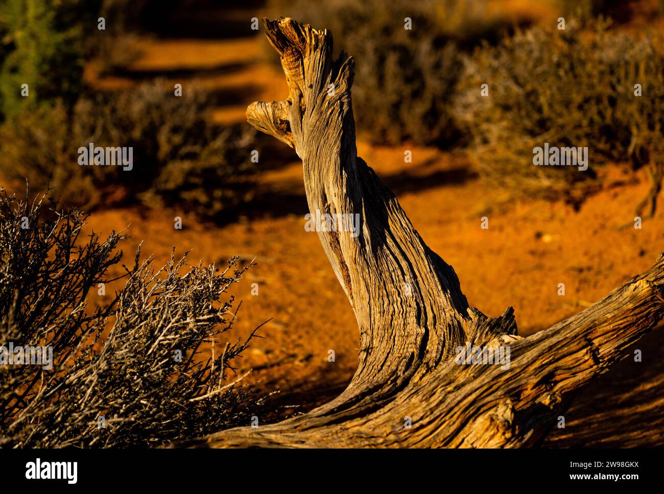 A large, desiccated tree stands isolated in a desert landscape ...