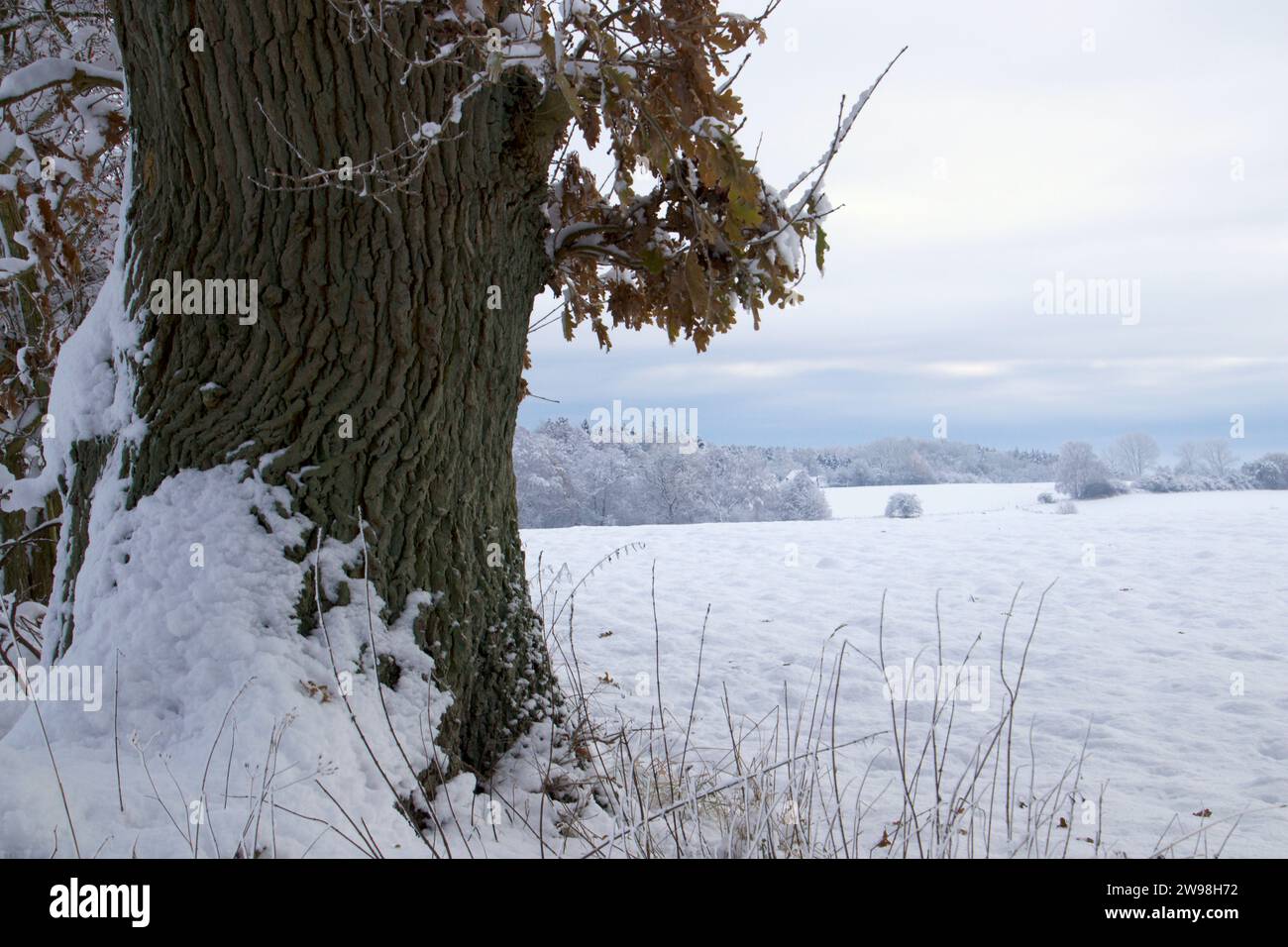 Winter landscape by the old oak tree in December Stock Photo - Alamy