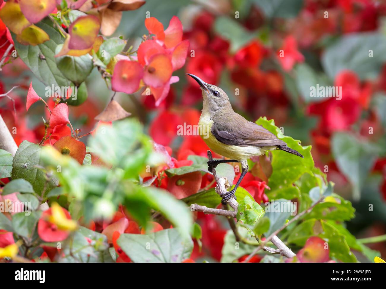 Arabian peninsula bird hi-res stock photography and images - Alamy