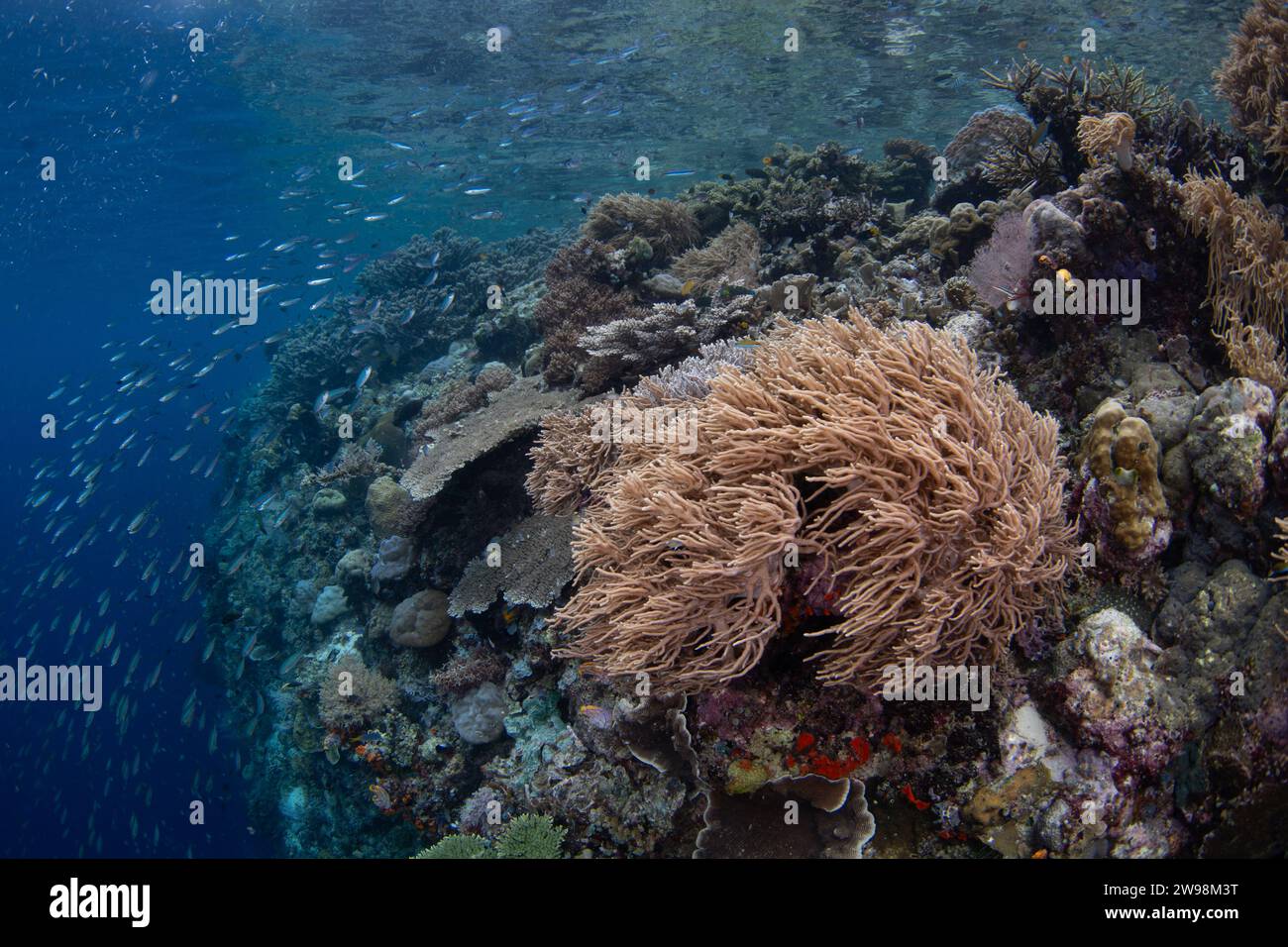 A spectacular variety of corals and fish thrive on a shallow coral reef ...