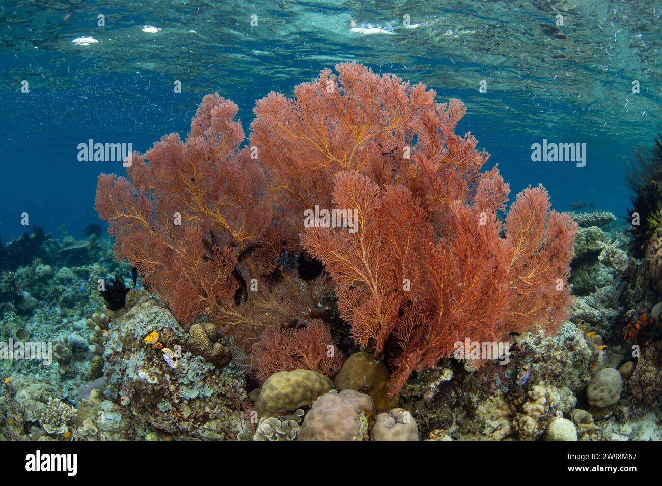 A colorful gorgonian and other corals thrive on a shallow coral reef in ...