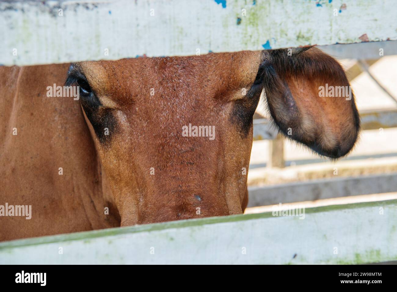 cow in the corral of a farm in Rio de Janeiro, Brazil Stock Photo - Alamy
