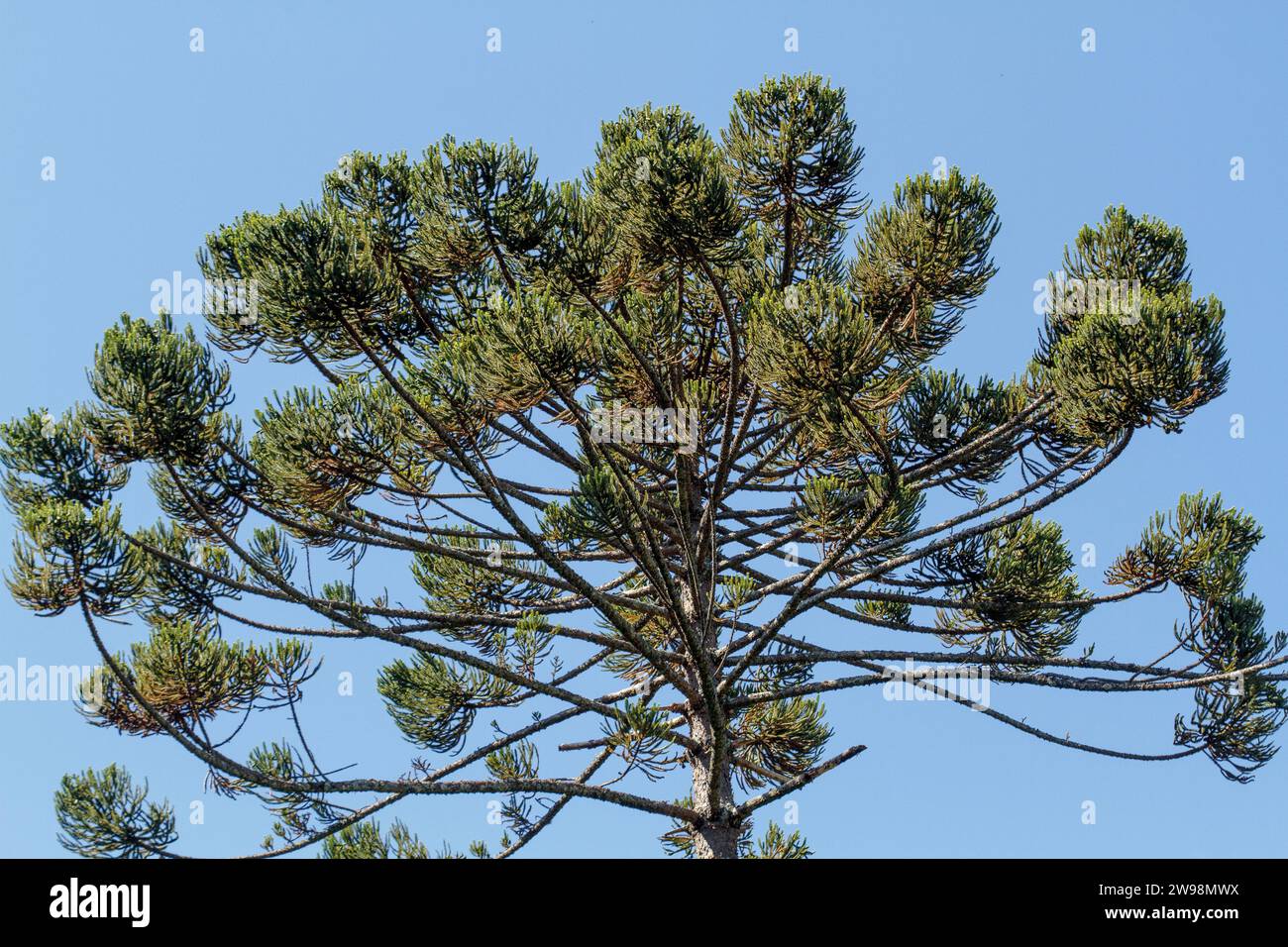 tree known as araucaria outdoors in Rio de Janeiro, Brazil Stock Photo ...