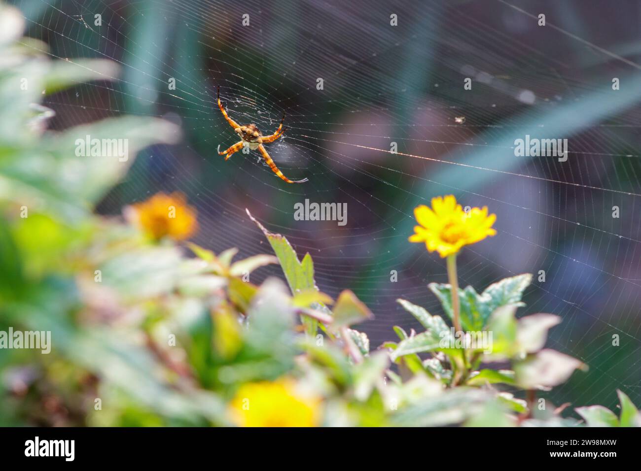 Silver argiope argentata orb weaver spider hi-res stock photography and ...