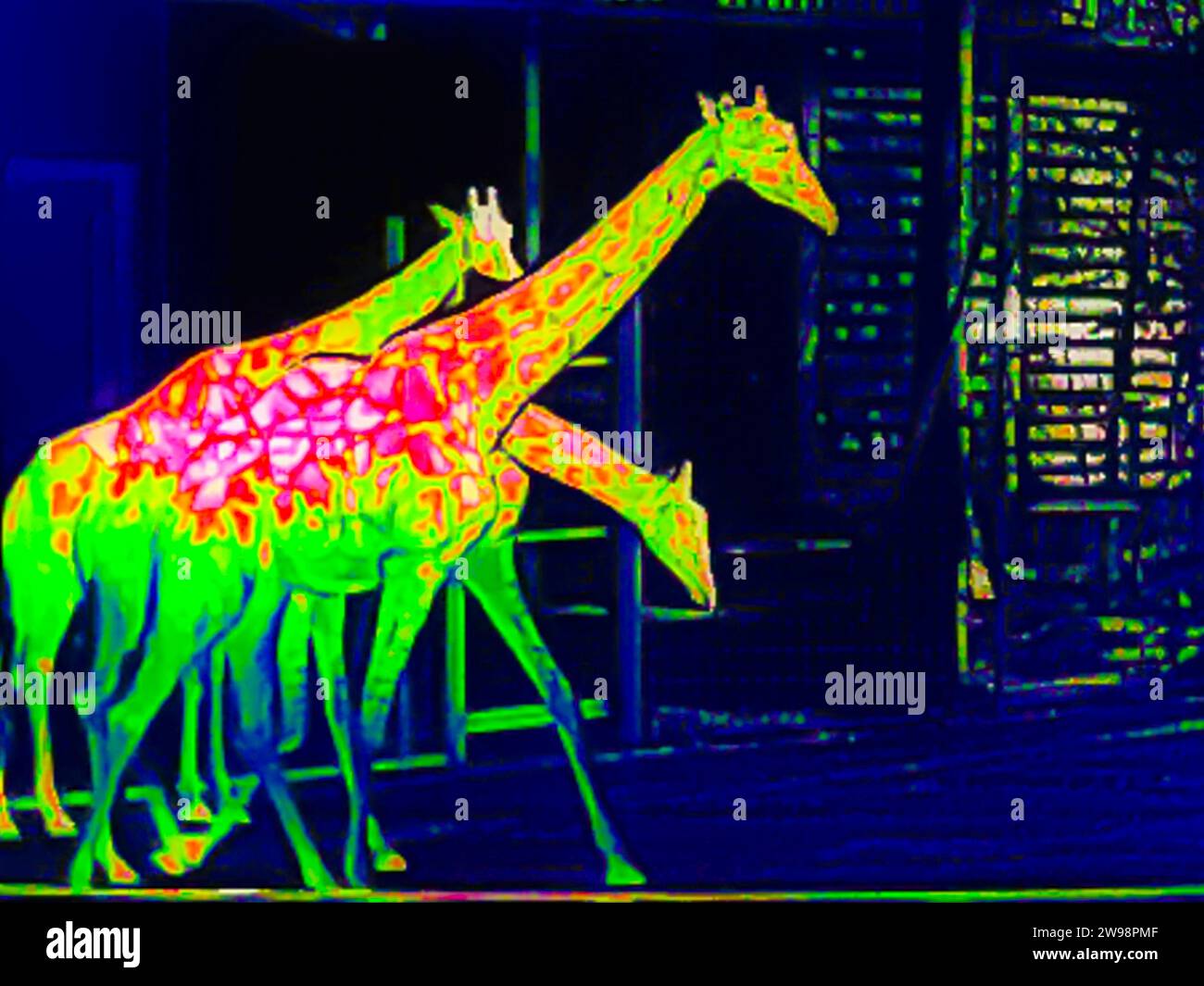 Giraffes in the zoo, thermography, image taken with a thermal imaging ...