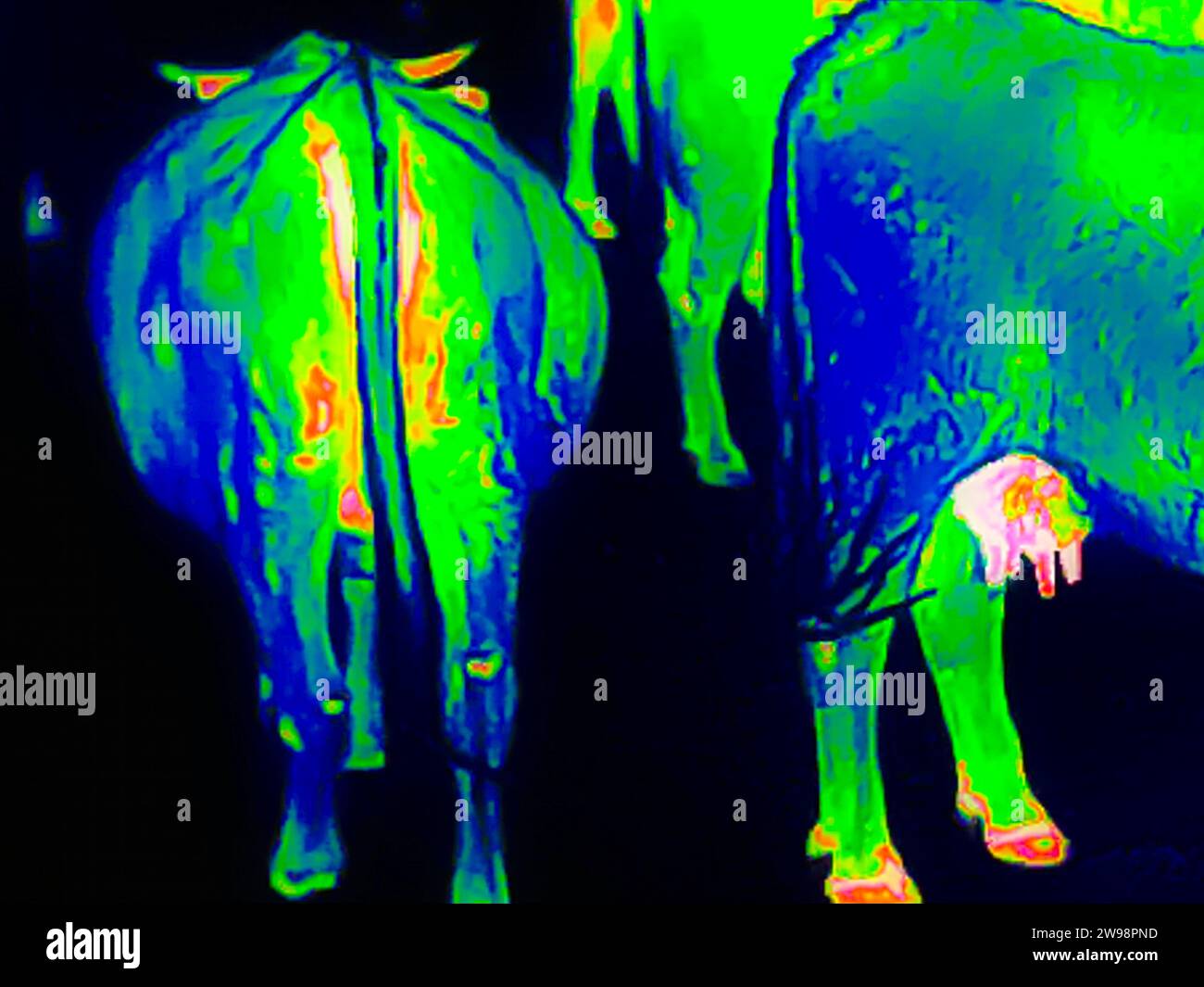 Cow on a farm, thermography, image taken with a thermal imaging camera ...