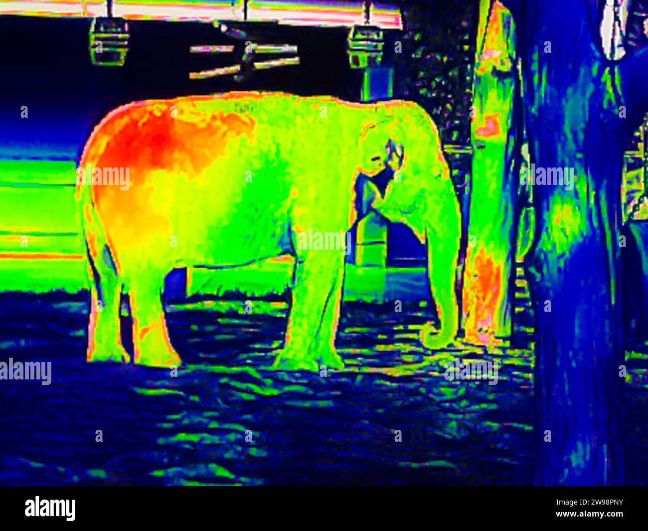 Elephant in the zoo, thermography, image taken with a thermal imaging ...