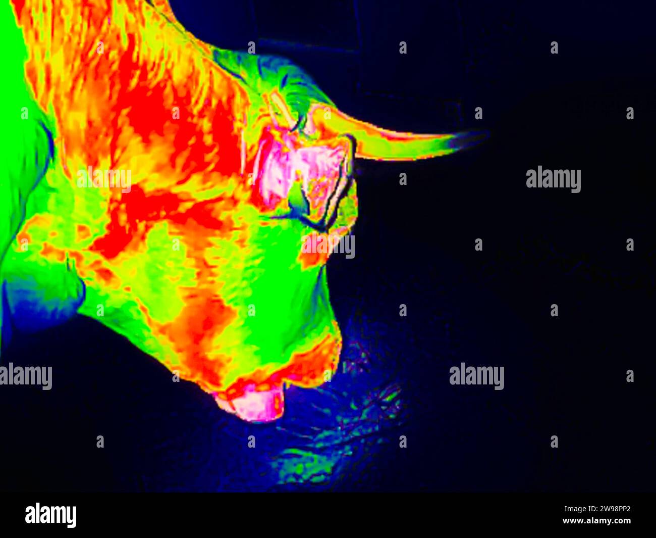 Cow on a farm, thermography, image taken with a thermal imaging camera ...