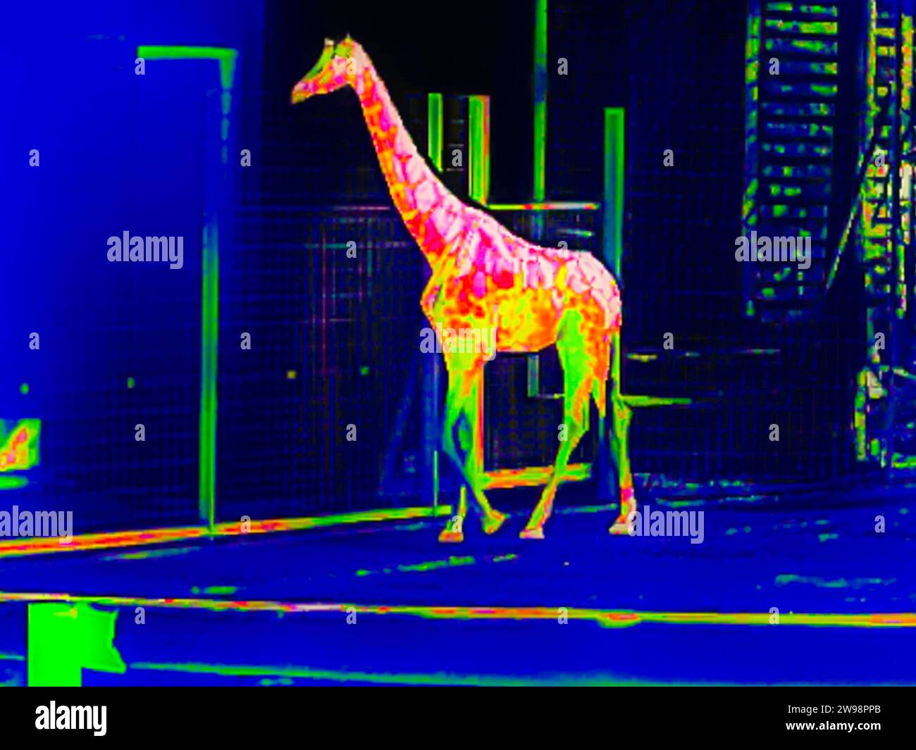 Giraffe in the zoo, thermography, image taken with a thermal imaging ...