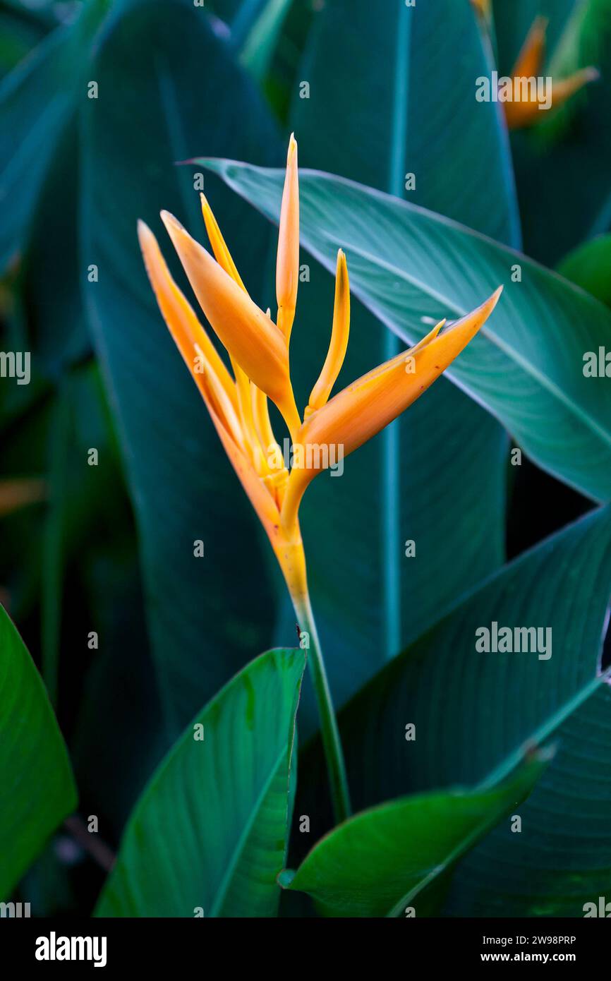 False birds-of-paradise (Heliconia) yellow flowers and green leaves in ...