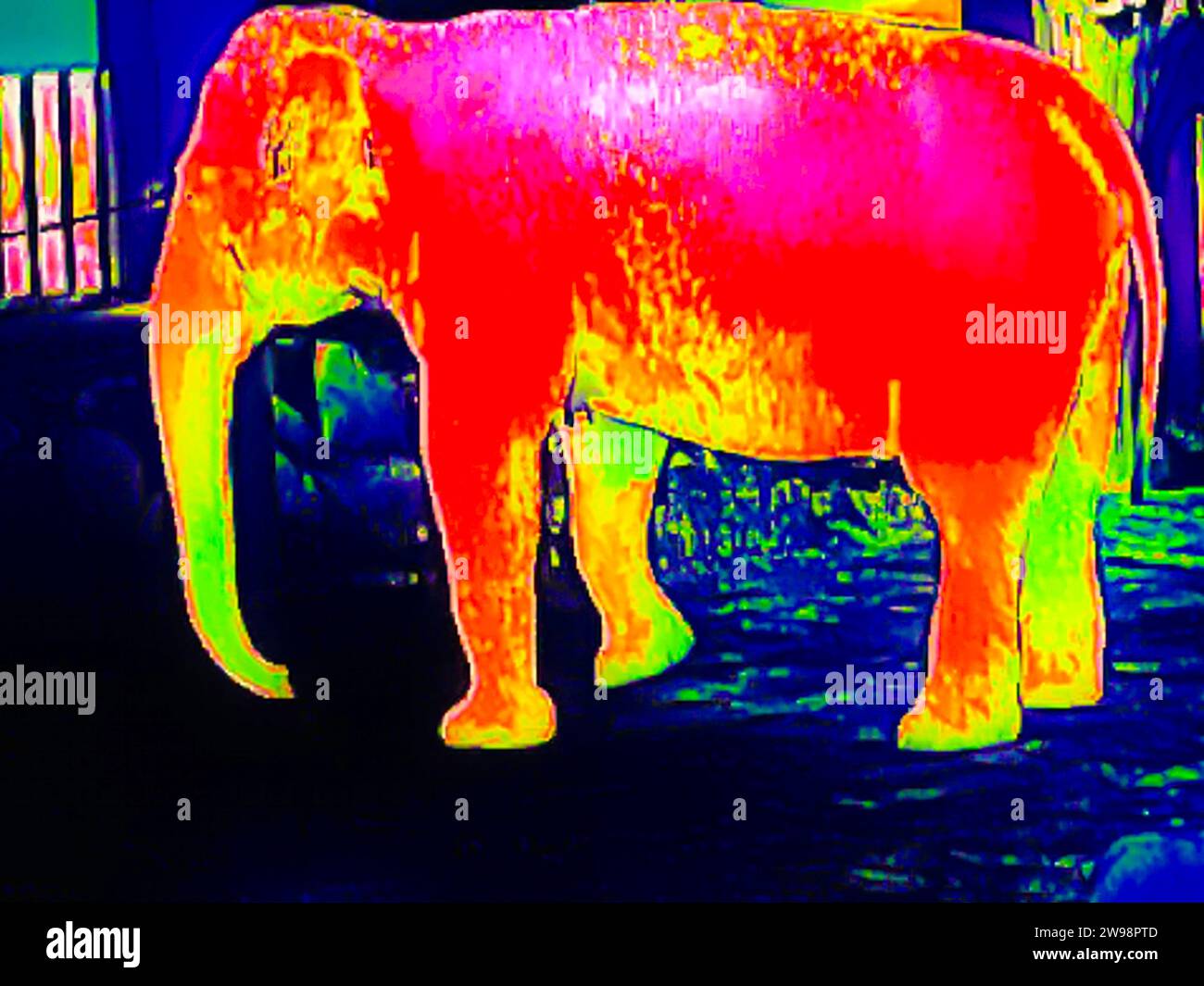Elephant in the zoo, thermography, image taken with a thermal imaging ...