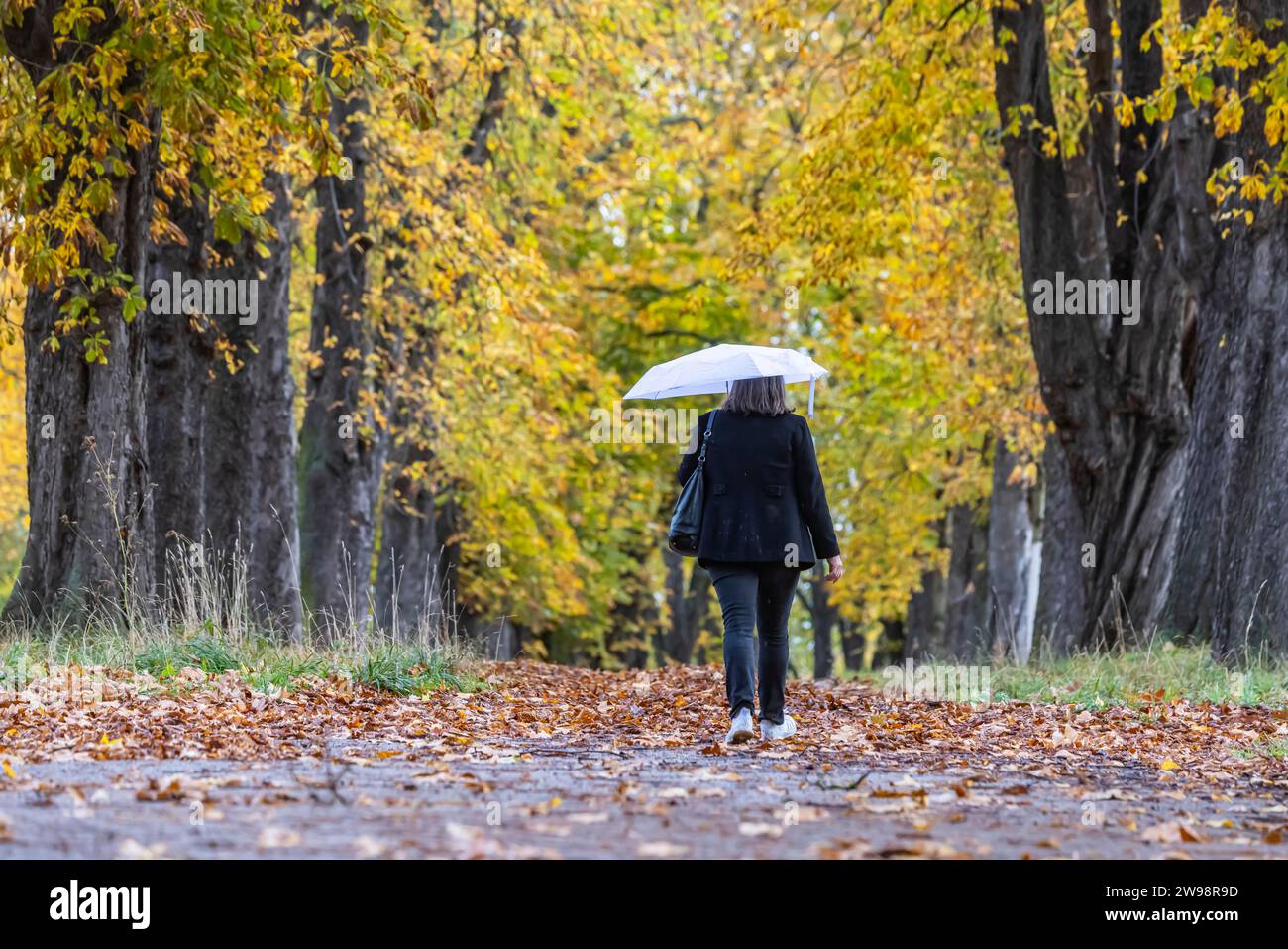 Autumn walk with umbrella in rainy weather, a woman walks through an ...