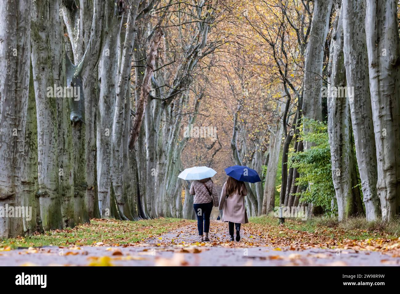 Autumn walk with umbrella in rainy weather, two woman walk through the ...
