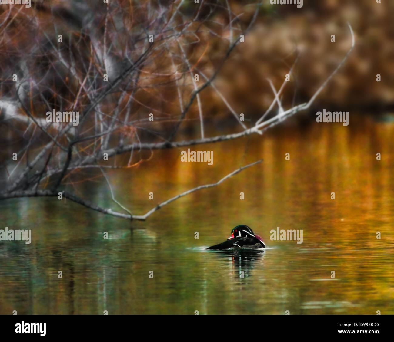 A photograph of a wood duck looking back by a tree Stock Photo - Alamy