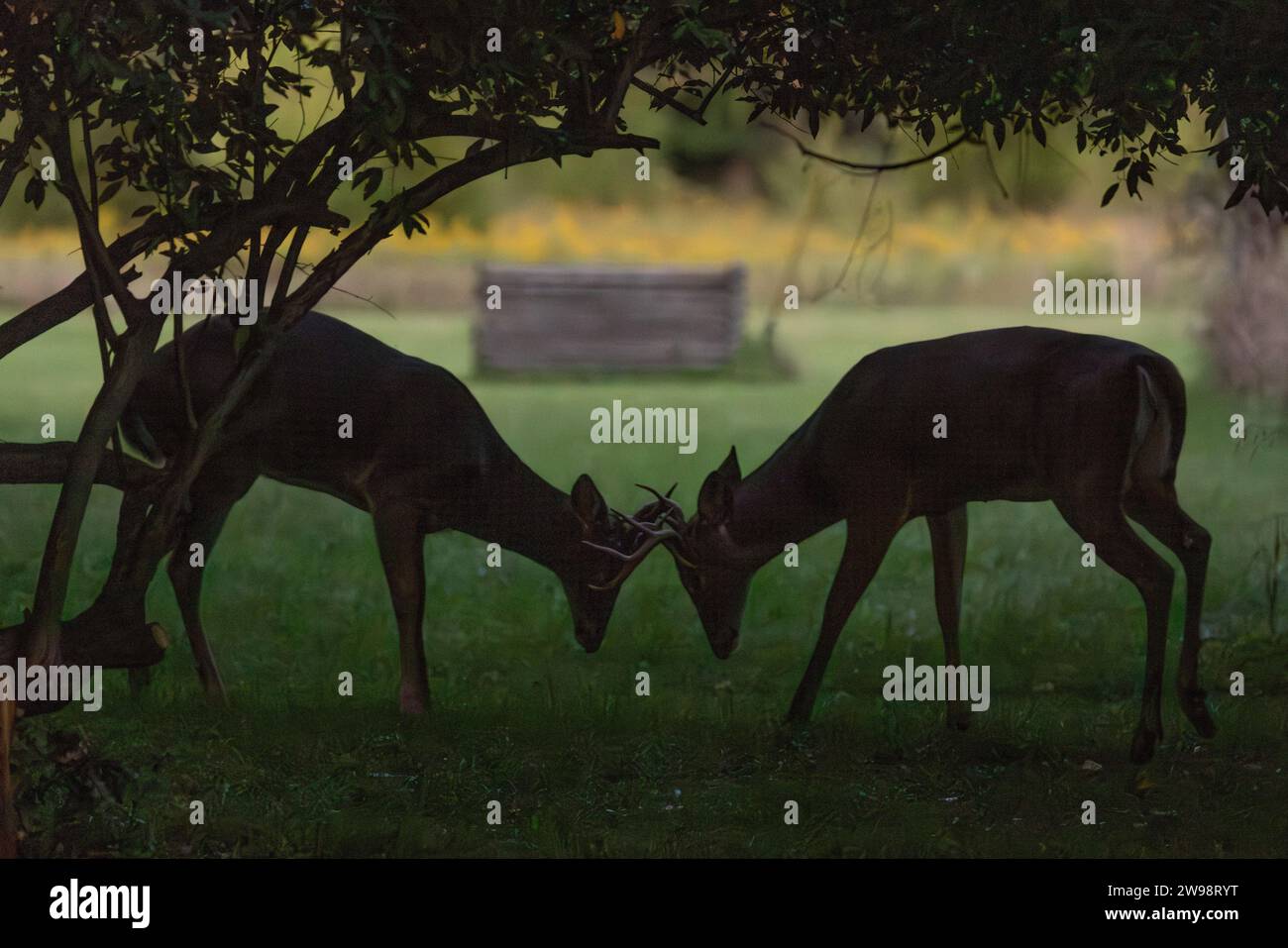 Two white-tailed deer are standing close together, nuzzling their noses ...