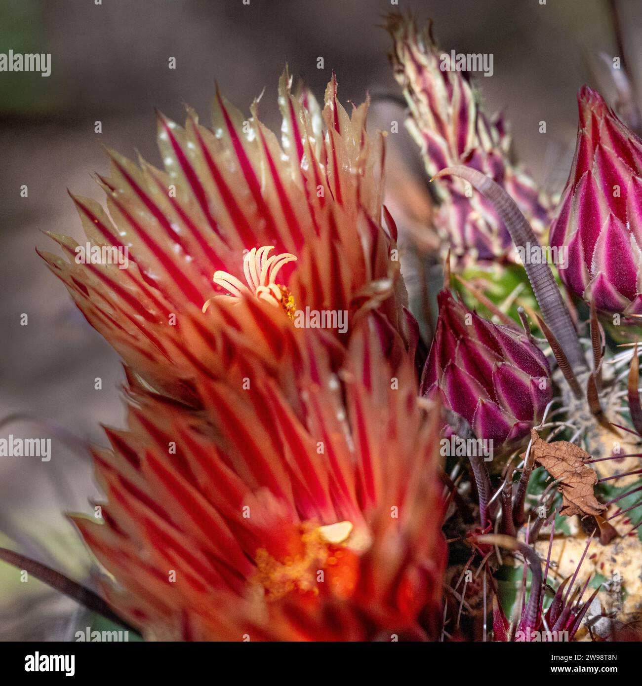 Fishhook cactus hi-res stock photography and images - Alamy