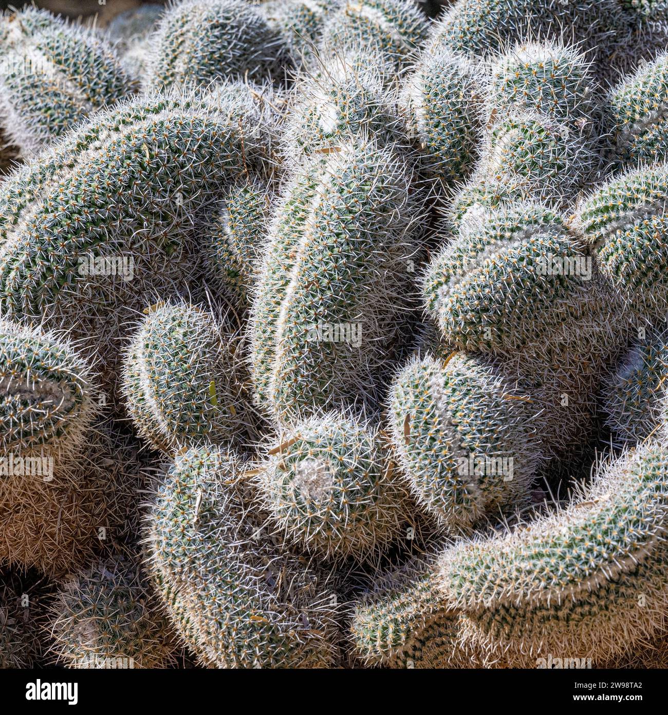 Desert garden - desert botanical garden Phoenix Arizona Stock Photo - Alamy