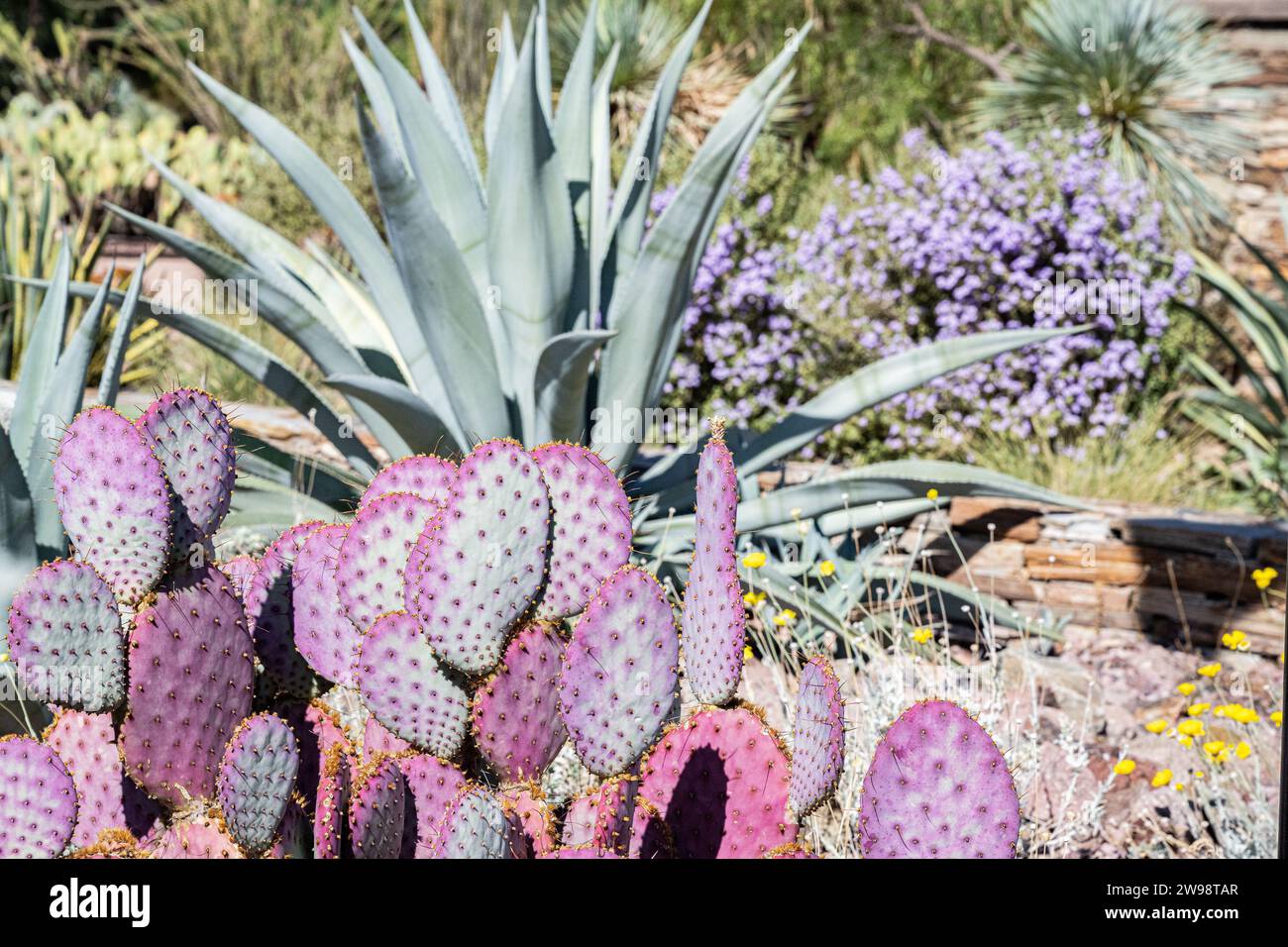 Desert garden with purple prickly pear landscape - Opuntia stricta ...