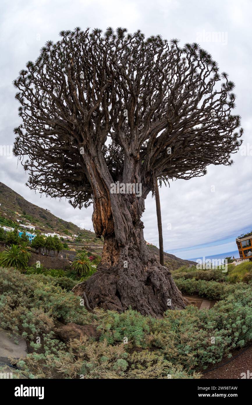 Famous Drago Tree (El Drago Milenario) - Icod de los Vinos, Tenerife ...