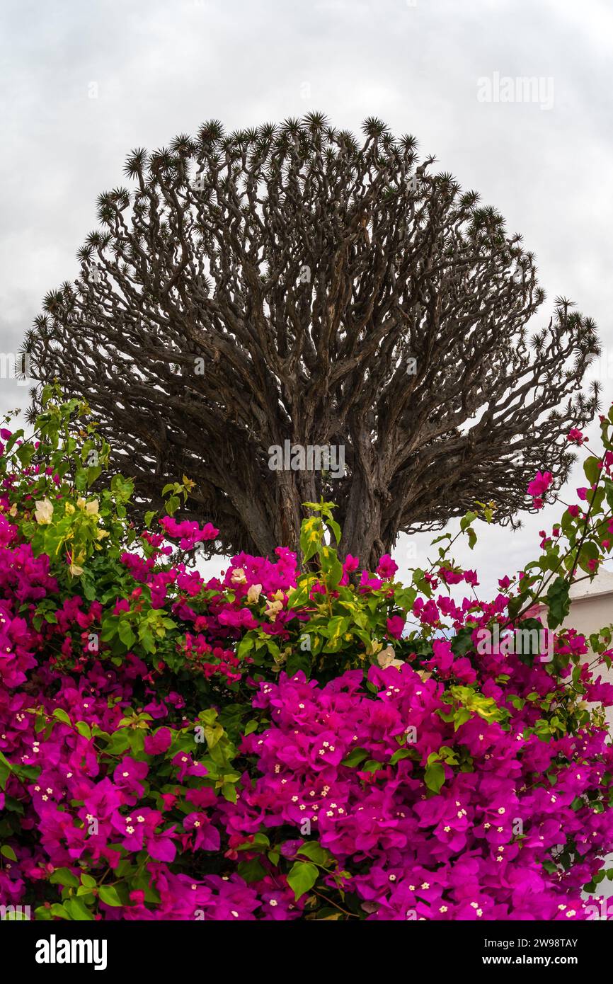 Famous Drago Tree (El Drago Milenario) - Icod de los Vinos, Tenerife ...