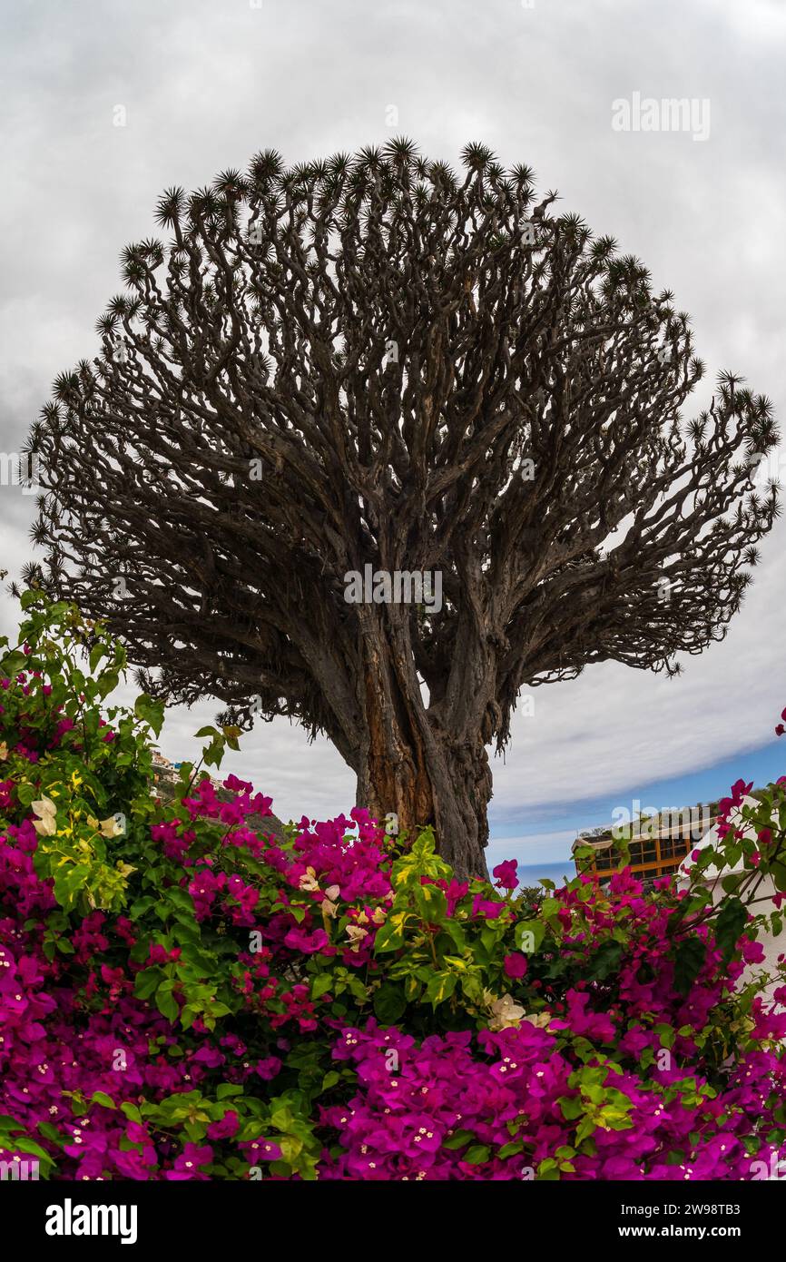 Famous Drago Tree (El Drago Milenario) - Icod de los Vinos, Tenerife ...