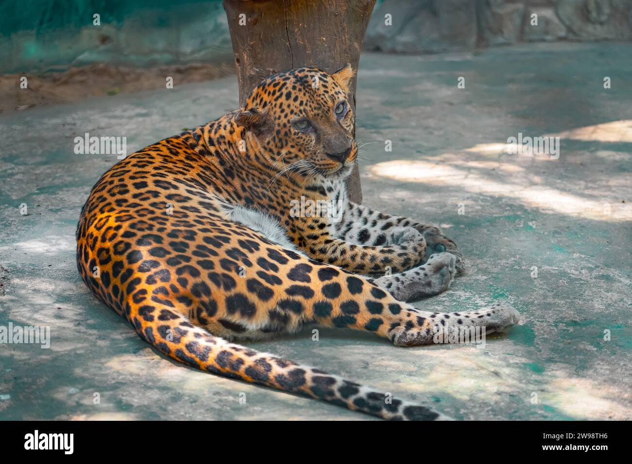 Leopard wild cat in the zoo enclosure Stock Photo - Alamy