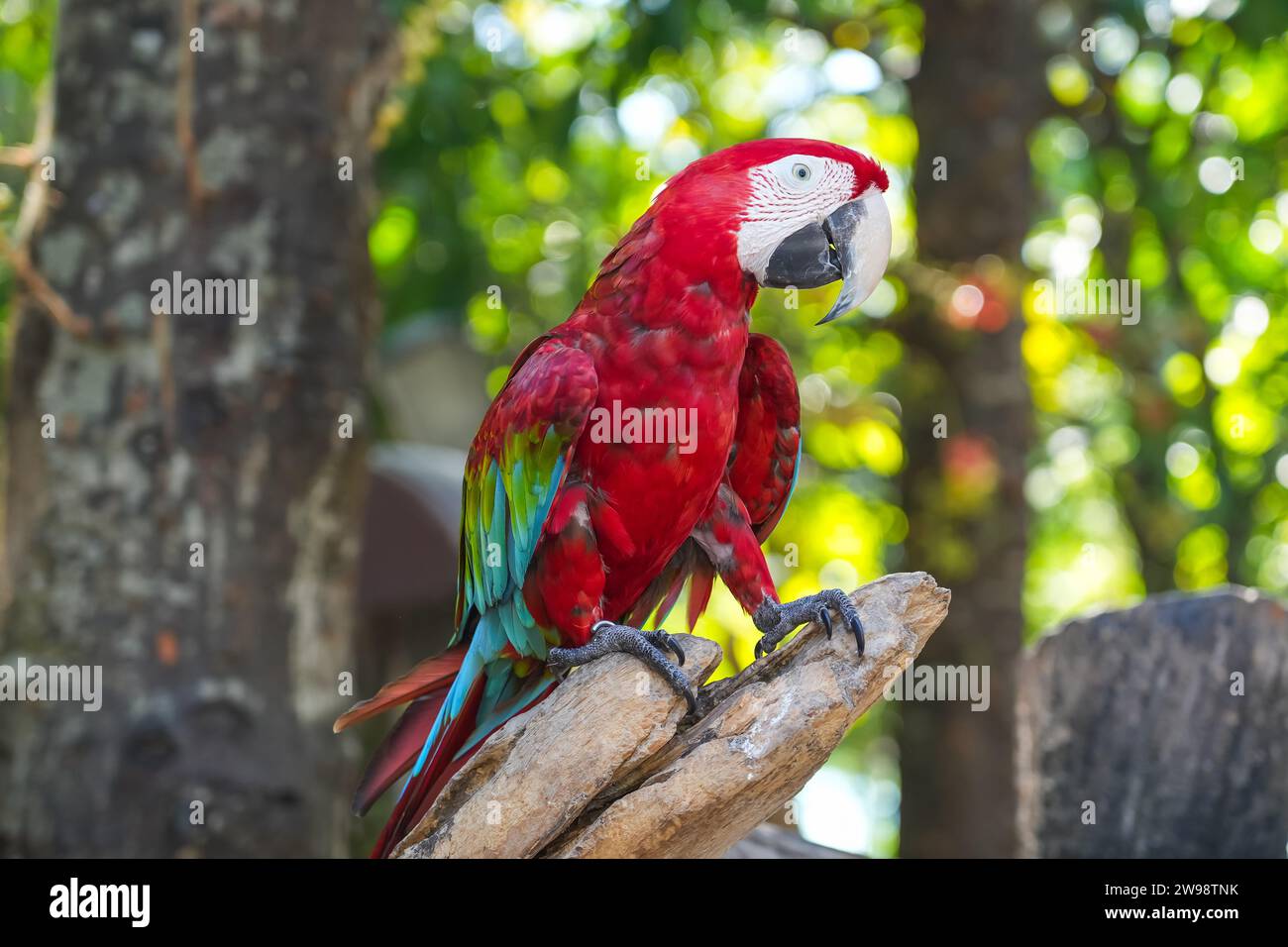 Red macaw face hi-res stock photography and images - Alamy