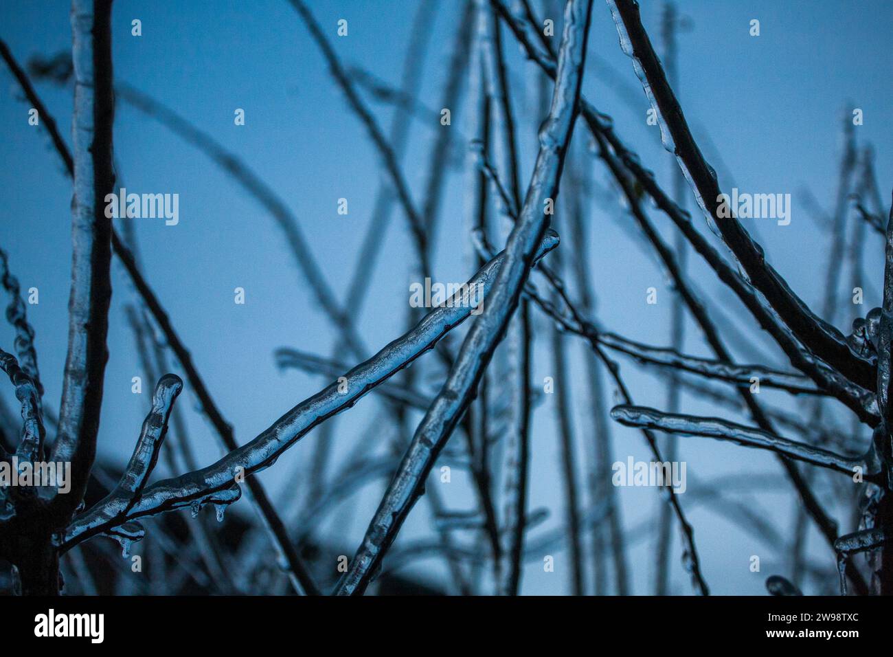 Icing in the world of branch with long green needles covered with a ...