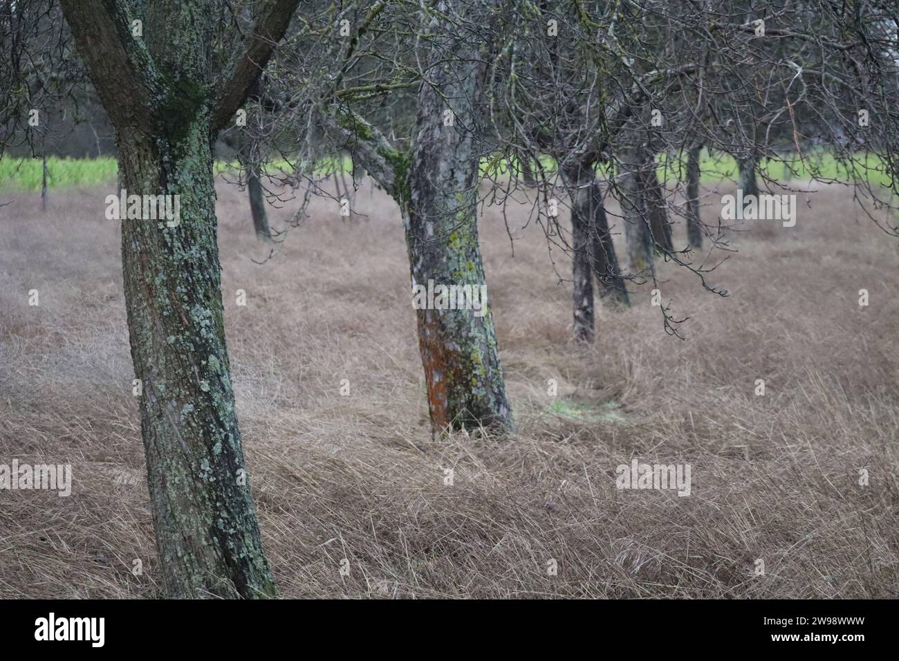 Dry orchard hi-res stock photography and images - Alamy