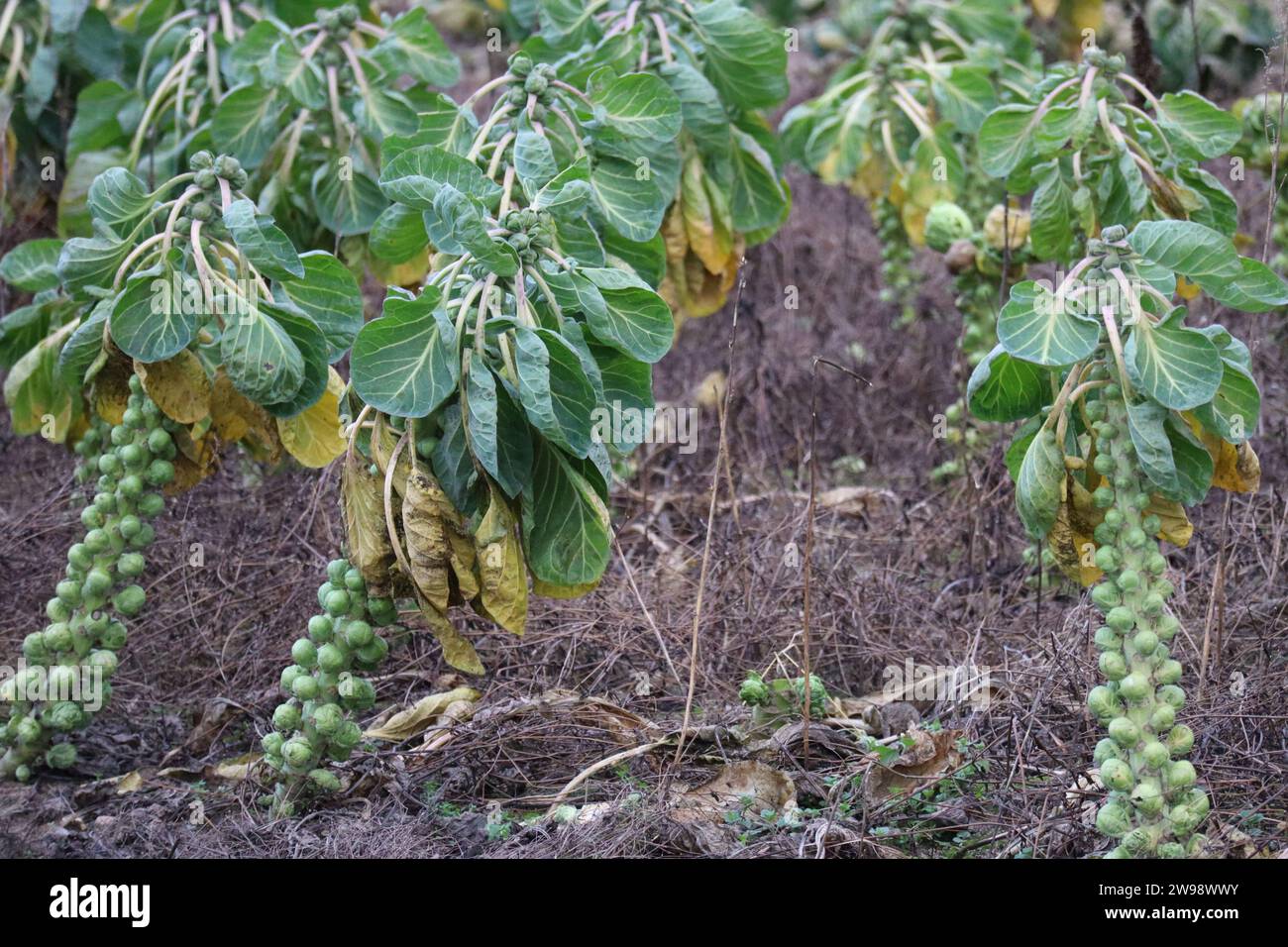 the yellow Leaves of the hardy Brussels sprouts Stock Photo - Alamy