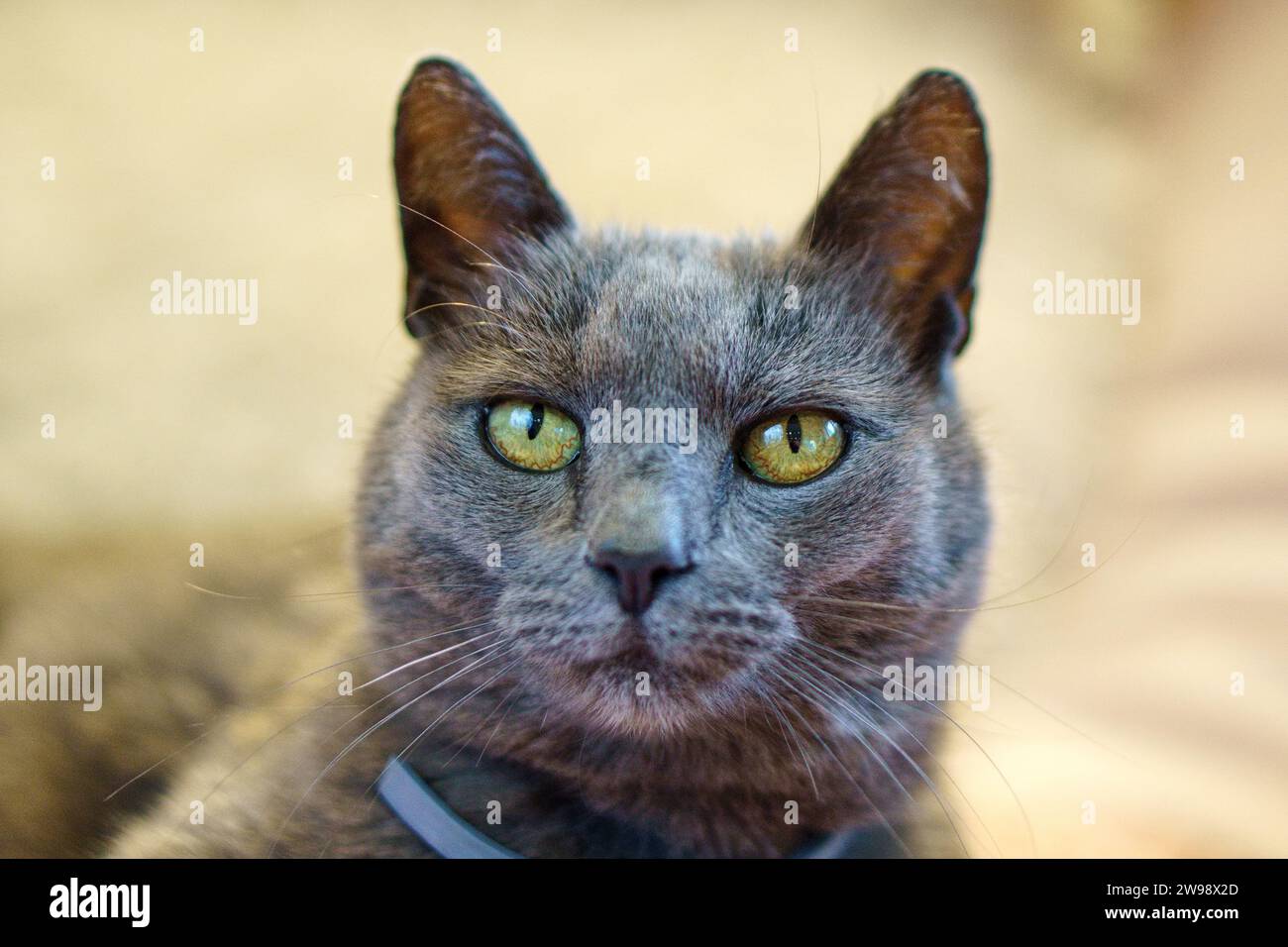 British shorthair blue cat Stock Photo - Alamy