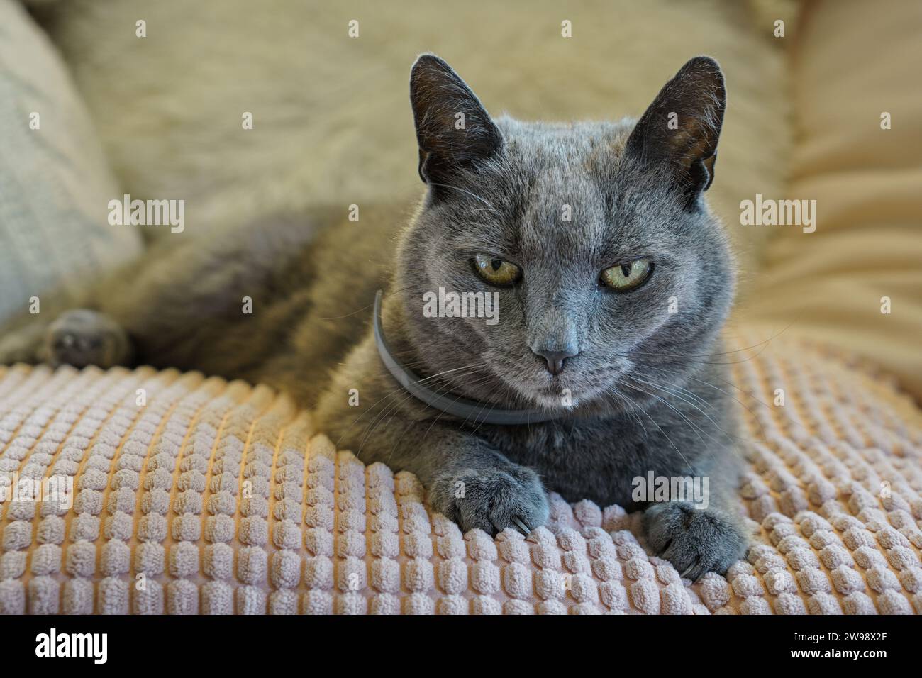 British shorthair blue cat Stock Photo - Alamy