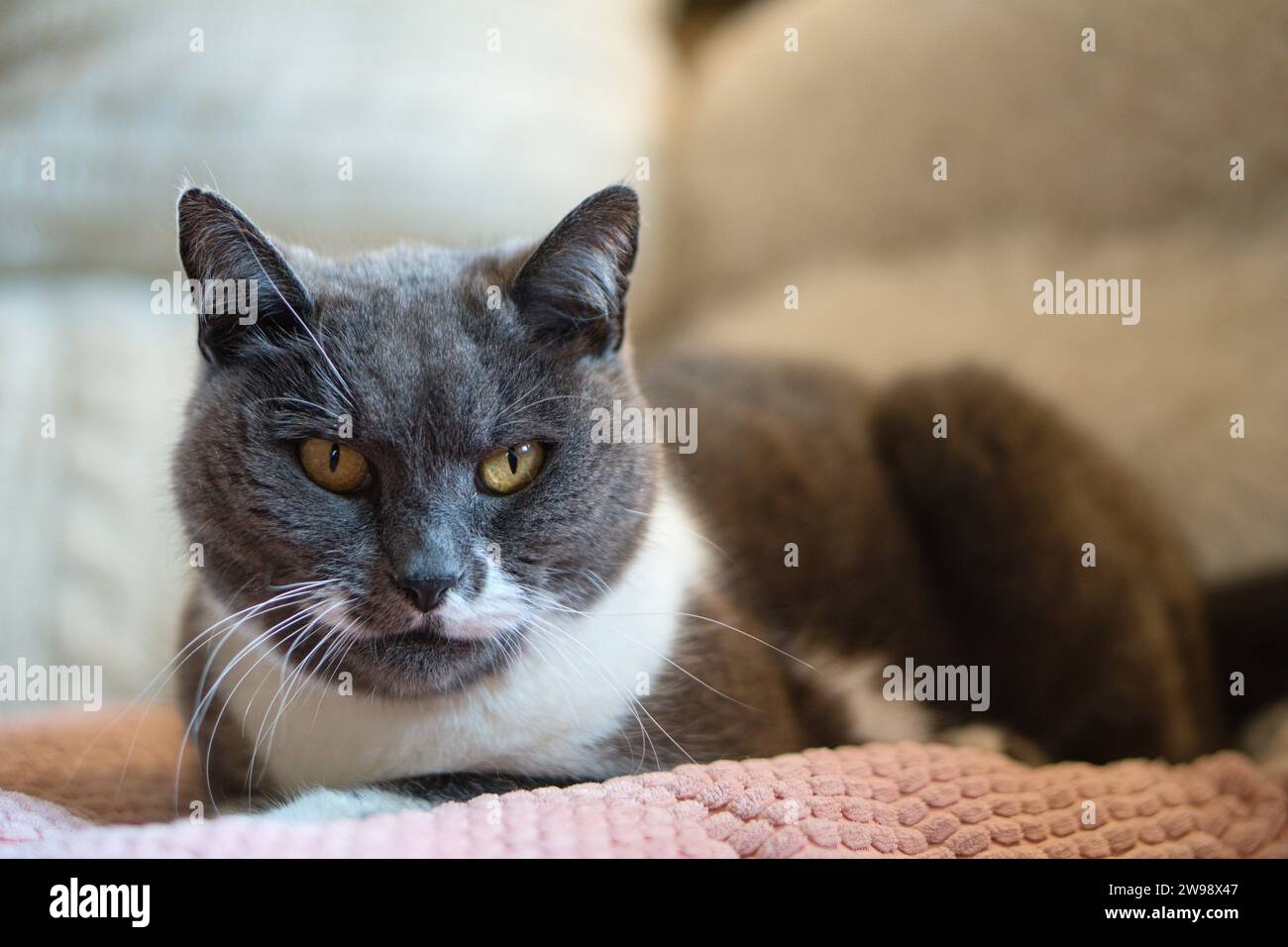 British shorthair blue cat Stock Photo - Alamy