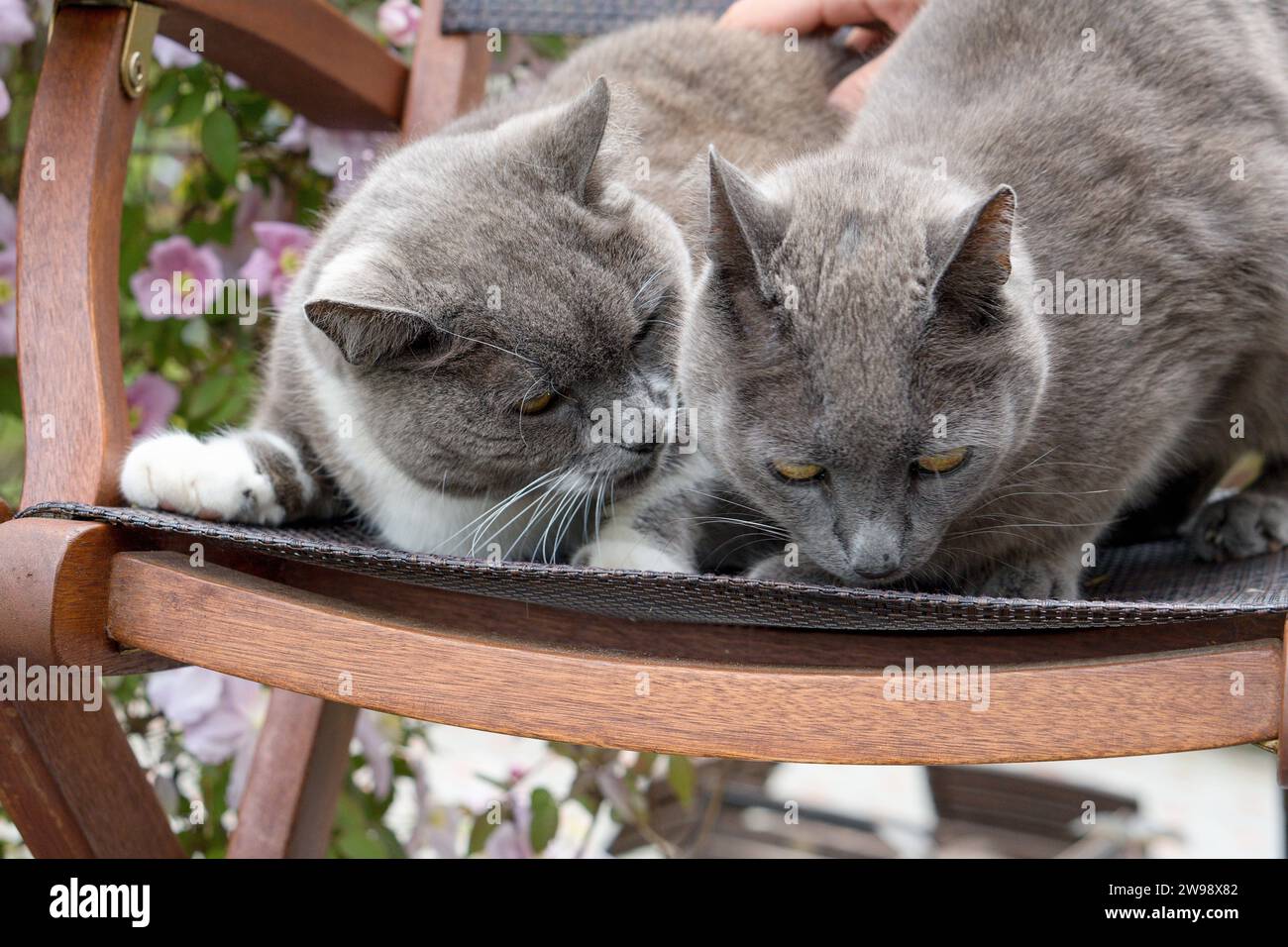 British shorthair blue cat Stock Photo - Alamy