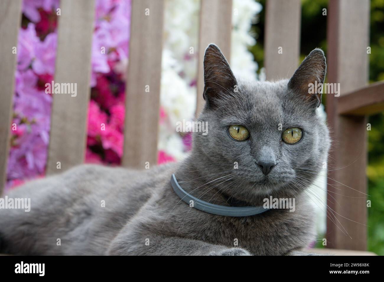 British shorthair blue cat Stock Photo - Alamy