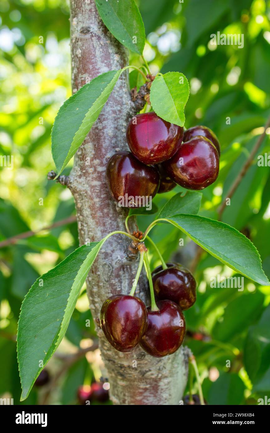 Ripe cherries on a tree branch. Agriculture and cultivation Stock Photo ...
