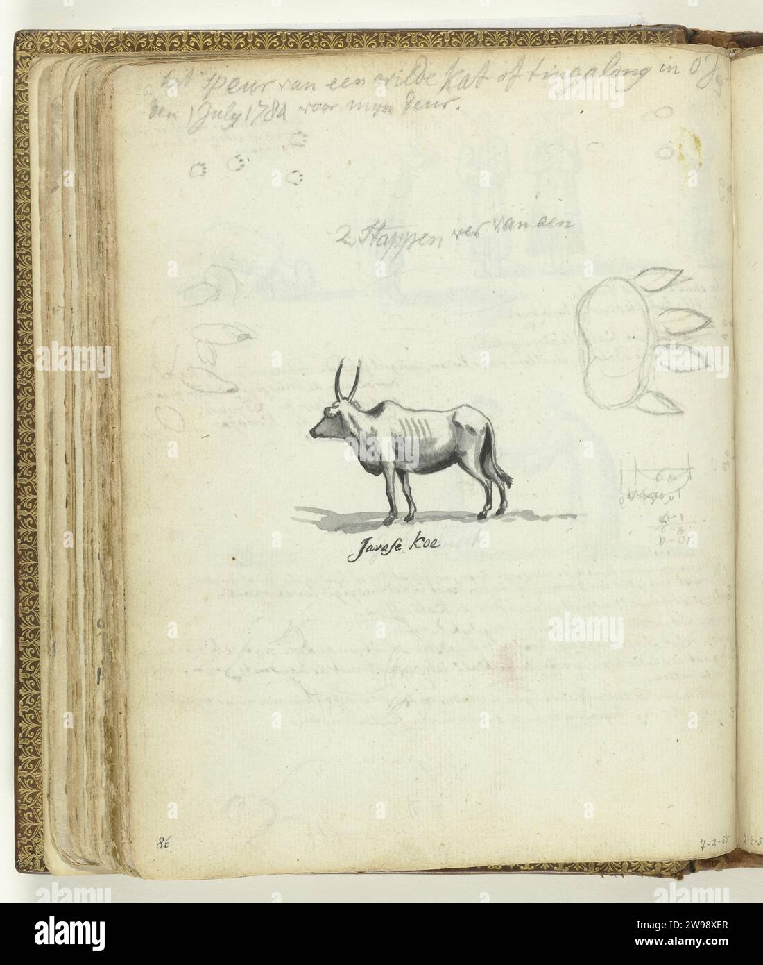 Sketch of cow from hi-res stock photography and images - Alamy