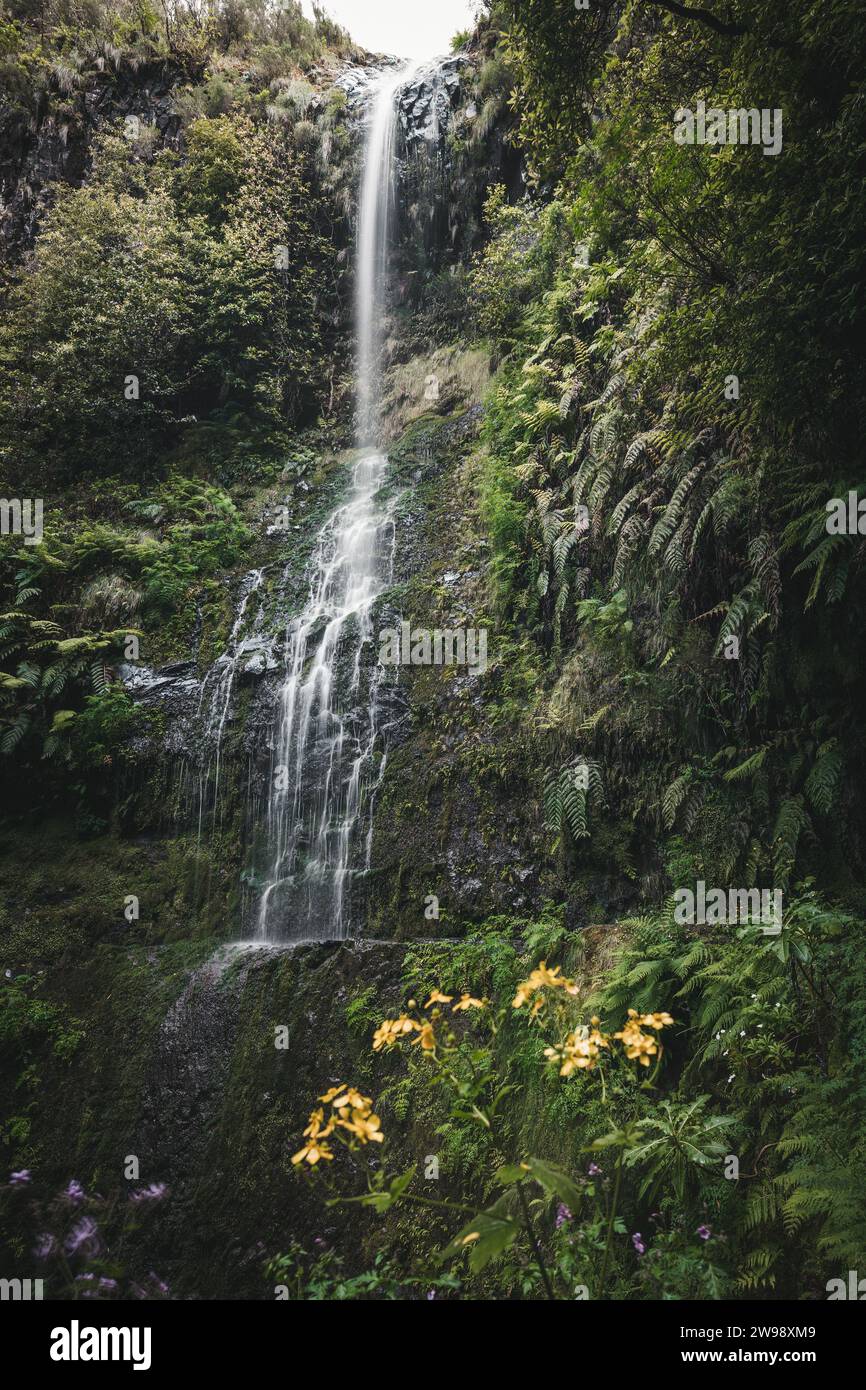 A scenic view of a waterfall cascading down the jungles in Levada in ...