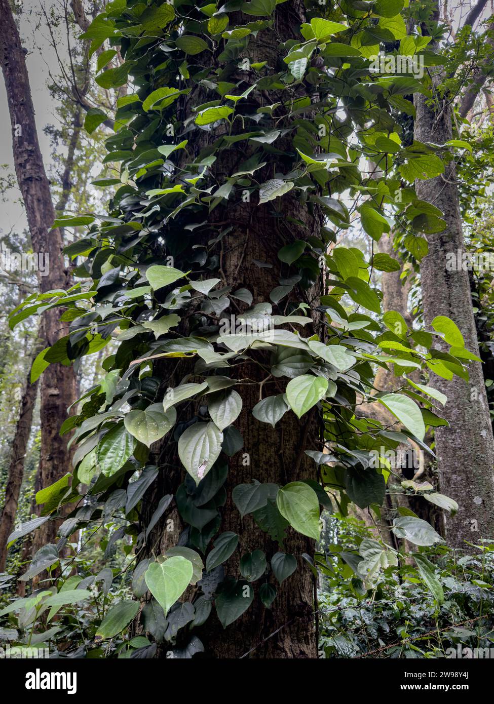 Flowering vine of black pepper around silver oak tree around ...