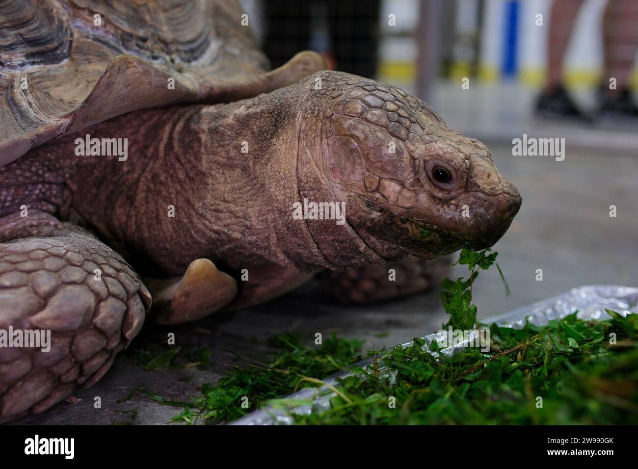 A spur-bearing turtle Latin Centrochelys sulcata with a beautiful shell ...