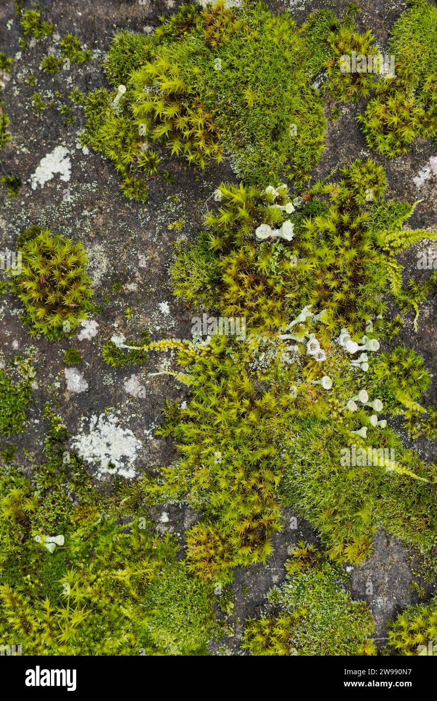 Pixie moss hi-res stock photography and images - Alamy