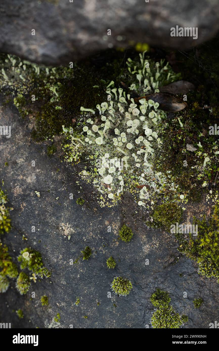Pixie cup lichen and moss on a rock Stock Photo - Alamy