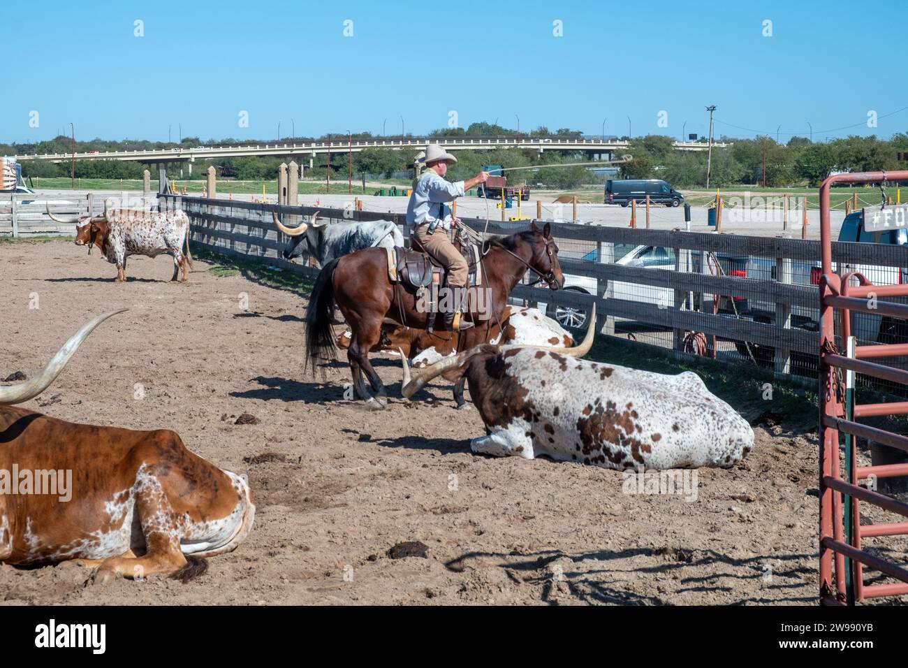 Fort Worth, Texas - November 5, 2023: cowboy driving longhorn cows in ...