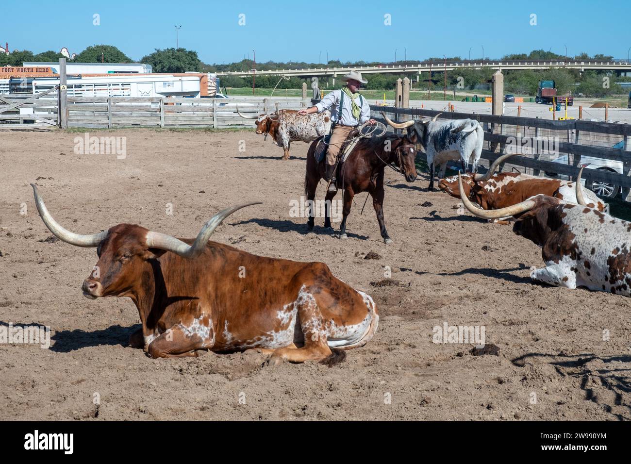 Fort Worth, Texas - November 5, 2023: cowboy driving longhorn cows in ...