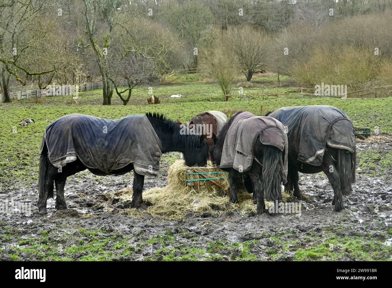 Horses eating hay in a field hi-res stock photography and images - Alamy